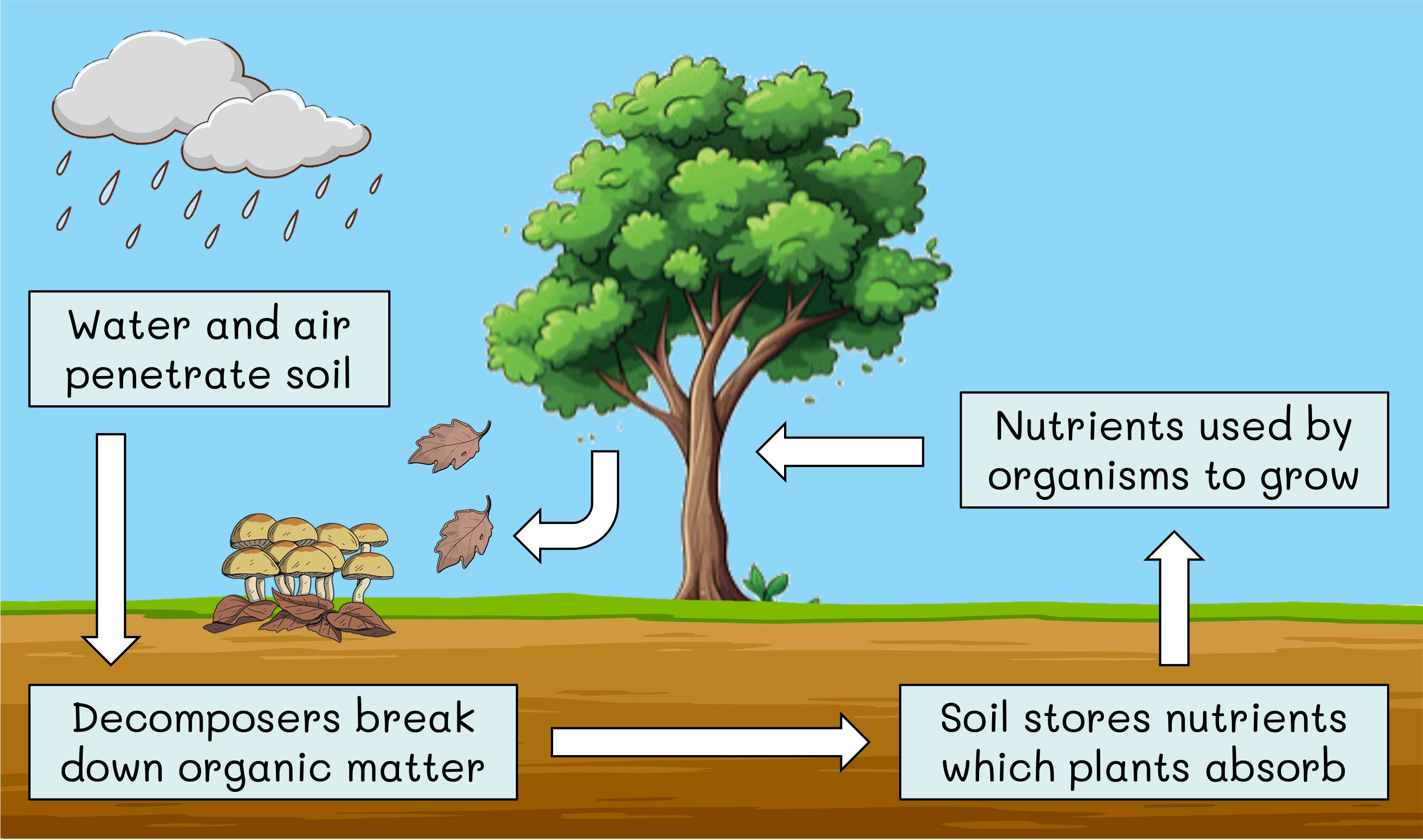Nutrient Cycles